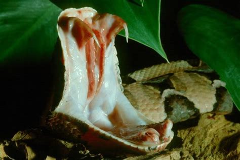 81 Best Images About Gaboon Viper Longest Fangs On Pinterest In Las