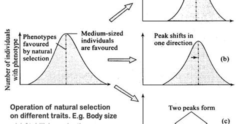 Welcome To The Living World Evolution Notes Class 12 Part 4
