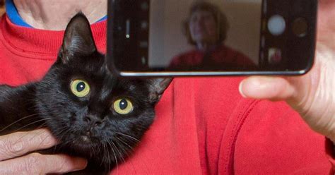 People Dump Black Cats Because They Dont Look Good In Selfies