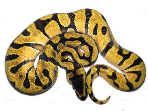Morph List World Of Ball Pythons