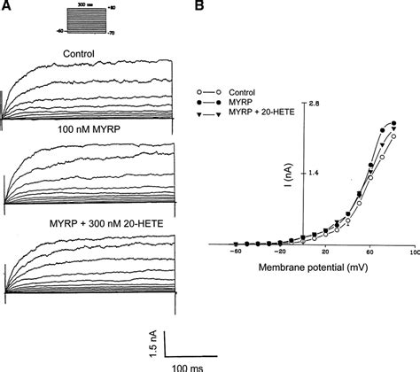 Inhibition Of Pkc Attenuates The Inhibition Of Whole Cell K Currents By Download Scientific