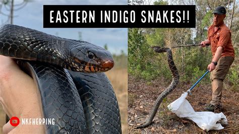 Eastern Indigo