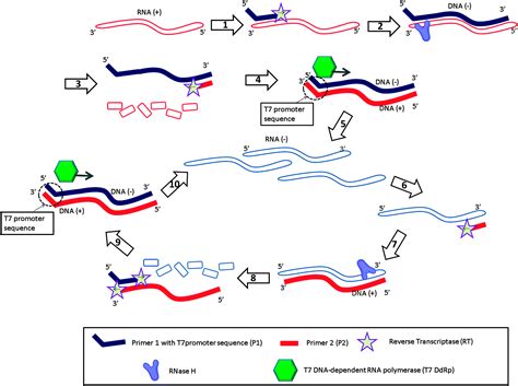 How Hiv Transcribes Its Rna Into Dna Process