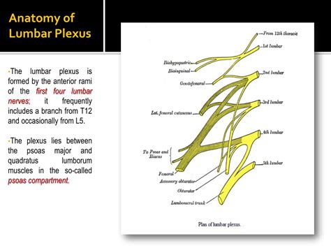 Ppt Lumbar Plexus Block And Femoral Nerve Block Powerpoint Presentation