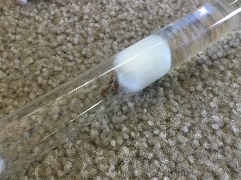 Crematogaster 3 Queen Colony For Sale Cheep Ants Online
