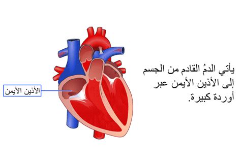 مخطط صدى القلب عبر المريء