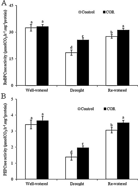 Activities Of Rubpcase A And Pepcase B In Leaves Of Cor Treated