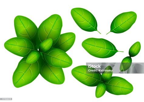 신선한 바질 잎 3d 현실적인 벡터 세트 바질 잎 건강한 향기 흰색 배경에 격리 허브와 향신료 부엌 세트입니다 벡터 일러스트레이션 3차원 형태에 대한 스톡 벡터 아트 및