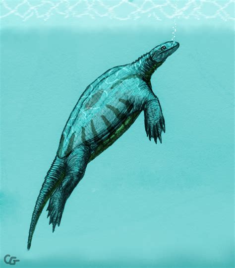 Odontochelys Triassic Turtle
