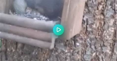 Worlds Longest  Of Worlds Fattest Squirrel  On Imgur