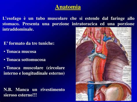 Ppt Cancro Dell Esofago Powerpoint Presentation Free Download Id