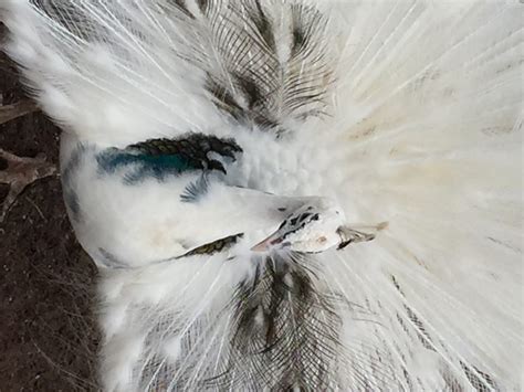 Silver Pied Close Up 2 Peacocks Uk