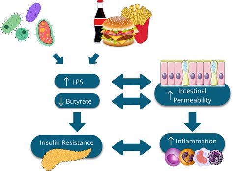 Microbiome And Type 2 Diabetes Type 2 Diabetes Pdf Punmcw