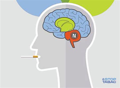 Addiction Au Tabac Conflit Entre Les 3 Cerveaux Du Fumeur