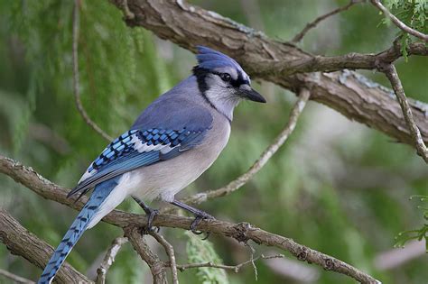 Avian Colour Palette Blue Jay Cyanocitta Cristata Photograph By
