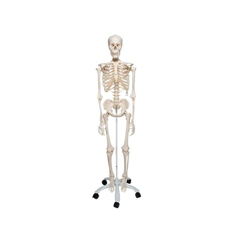 3b Scientific Human Skeleton Model Stan 3b Smart Anatomy