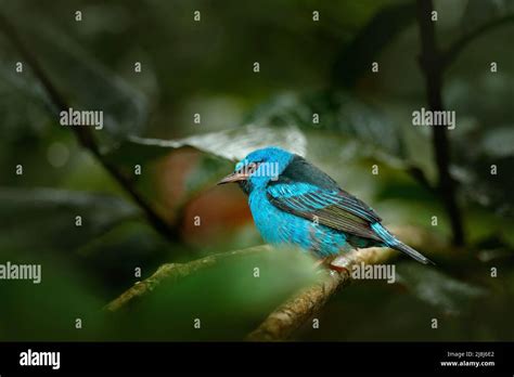 Blue Dacnis Dacnis Cayana Exotic Tropic Blue Tanager With Yellow Leg