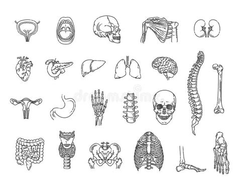 Set Of Vector Line Icons Of Anatomy Internal Organs And Bones Stock