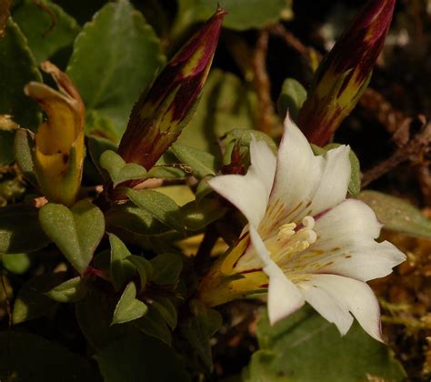 And Gentiana Scabrida Hayata Flickr