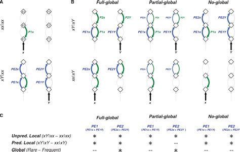 Figure 2 From Large Scale Cortical Netw Orks For Hierarchical Prediction And Prediction Error In