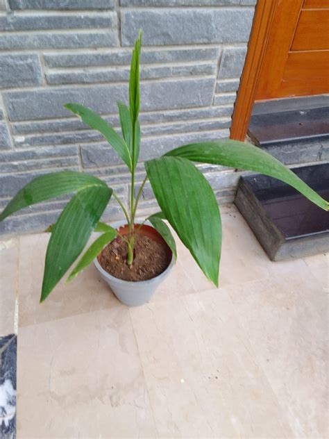 Malaysian Palm Pak Plants