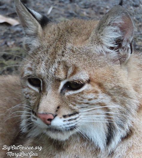 Good Night Big Cat Rescue Friends Miss Smalls Bobcat Is Ready For