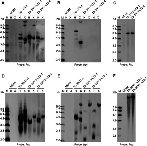 Southern Blot Analysis Of Transgenic Plants A To C Southern Blot