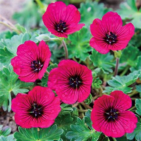 Hardy Geranium Jolly Jewel Red K Van Bourgondien