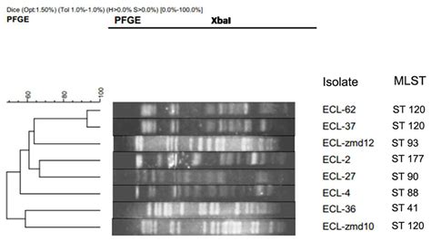 Dendrogram Showing Pulsed Field Gel Electrophoresis Pfge Analysis And