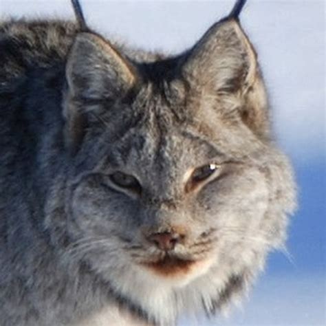 Lince Munida Youtube