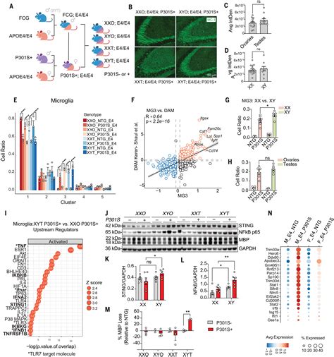 Tlr7 Drives Sex Differences In Age And Alzheimers Disease Related Demyelination Science