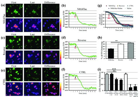 Nh 2 Htau Acutely Inhibits The K Stimulated Presynaptic Vesicles Download Scientific Diagram