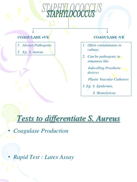 Coagulase Ve Coagulase Ve Pdf Staphylococcus Aureus Streptococcus