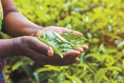 Учените са открили как да подобрят съдържанието на цинк в растенията Български Фермер