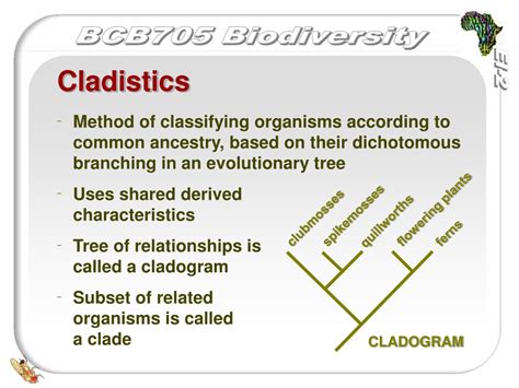 Ppt Evolution Patterns Of Similarity And Divergence Powerpoint Presentation Id9530735