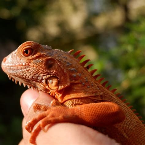 Rồng Nam Mỹ Đỏ Red Hypo Red Hypo Iguana [tuyỆt PhẨm Lai TẠo]