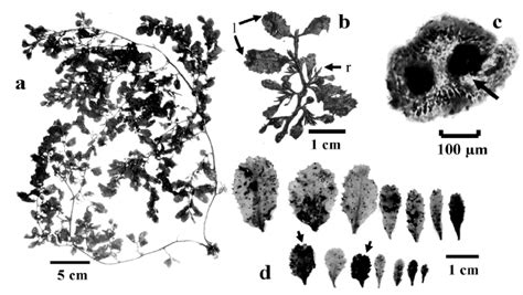 Sargassum Cristaefolium C Agardh A Habit B Portion Of The Branch