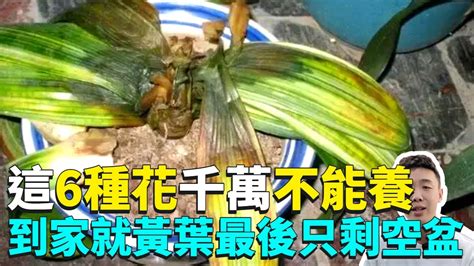 秋冬養花這 種花千萬不能養黃葉爛根根本擋不住一晚上全死光第三種植物 的人都不知道 禪藝綠植工作室 YouTube