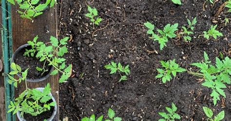 Free Tomato Plants For Free In Framingham Ma For Sale And Free — Nextdoor