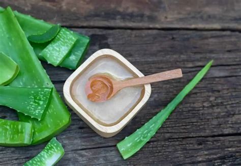 알로에 효능 및 먹는법 부작용 알로에겔 웰빙인사이트