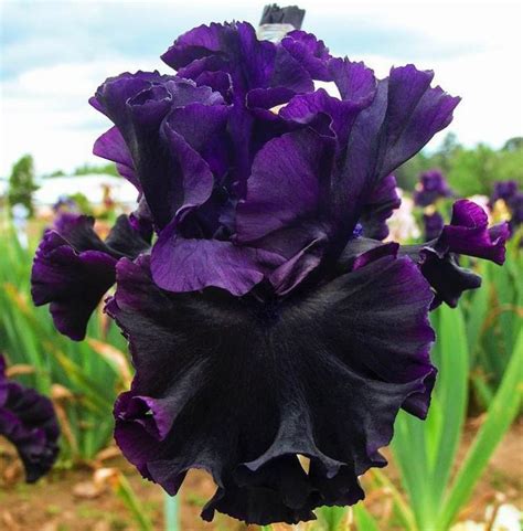 Bearded Iris Almost Midnight R Flowers