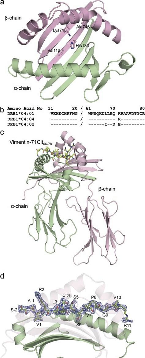 Hla Drb1 04 01 In Complex With Vimentin 71cit66 78 A Polymorphic Download Scientific Diagram
