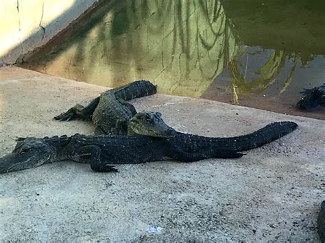 Tourist Attraction Everglades Alligator Farm Reviews And Photos