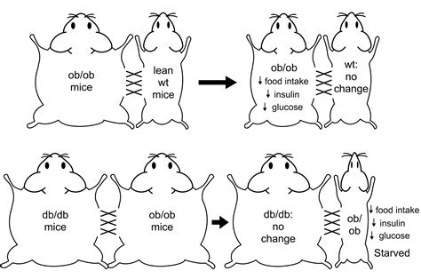 Obob Mouse