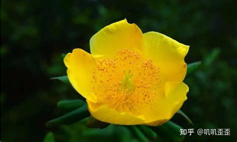 石林风景区之外夏季旅居云南还有一个好去处 知乎
