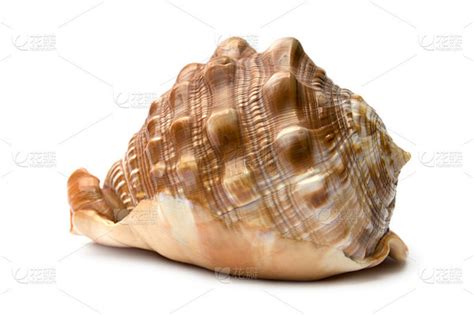 海螺贝壳