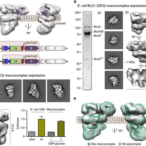 E Coli Like Cellulose Secretion Systems—components And Macrocomplex Download Scientific
