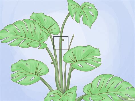 How To Propagate A Swiss Cheese Plant 4 Simple Methods