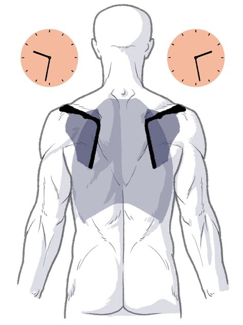 QuarterSkeb依頼受付中 on Twitter RT kato anatomy 以前見かけた肩甲骨の捉え方