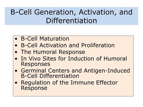 Ppt B Cell Generation Activation And Differentiation Powerpoint